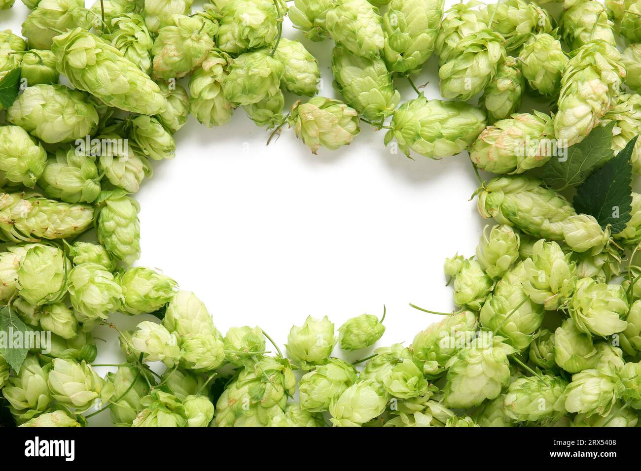 Frame made of fresh green hops on white background Stock Photo - Alamy