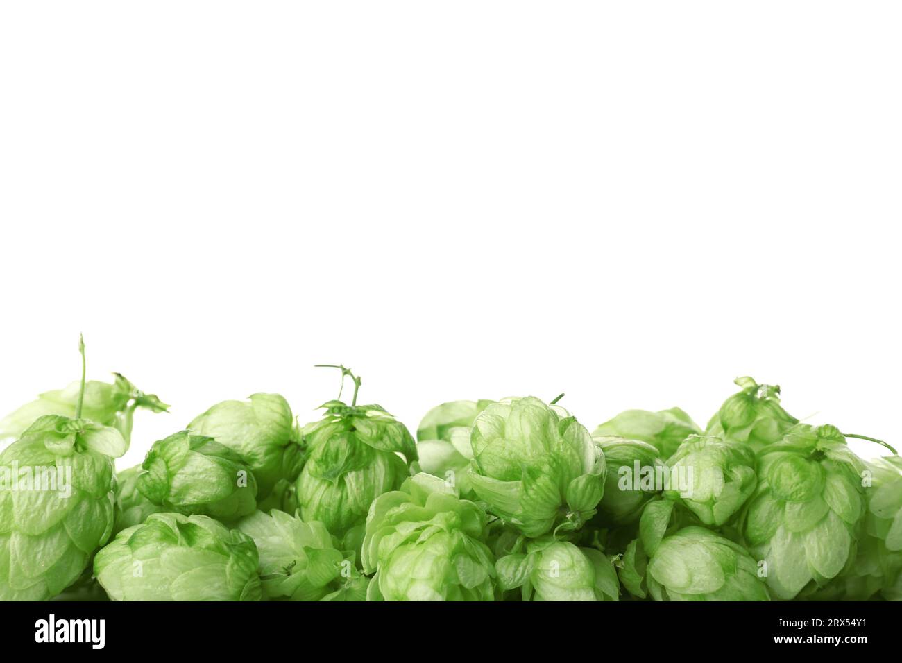 Fresh green hops on white background Stock Photo - Alamy
