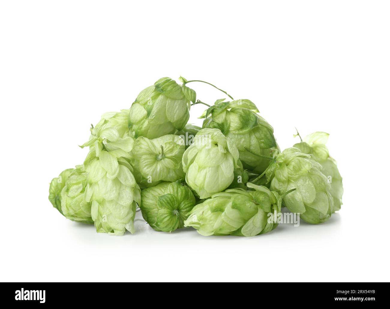 Heap of fresh green hops on white background Stock Photo - Alamy
