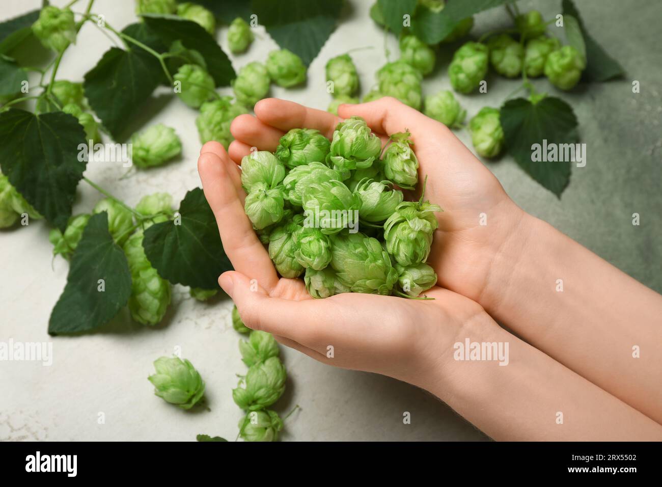 Hops female flower hi-res stock photography and images - Alamy