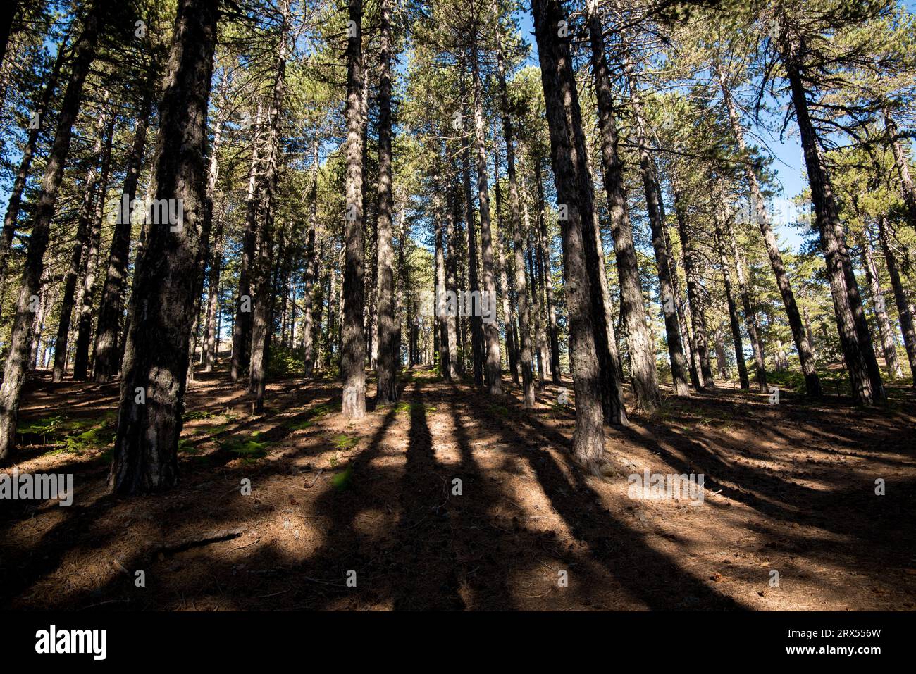 Early morning sunbeams shining through forest woodland trees. Bright ...