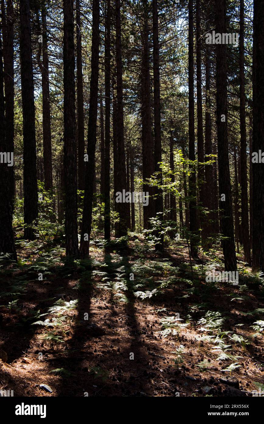 Early morning sunbeams shining through forest woodland trees. Bright ...