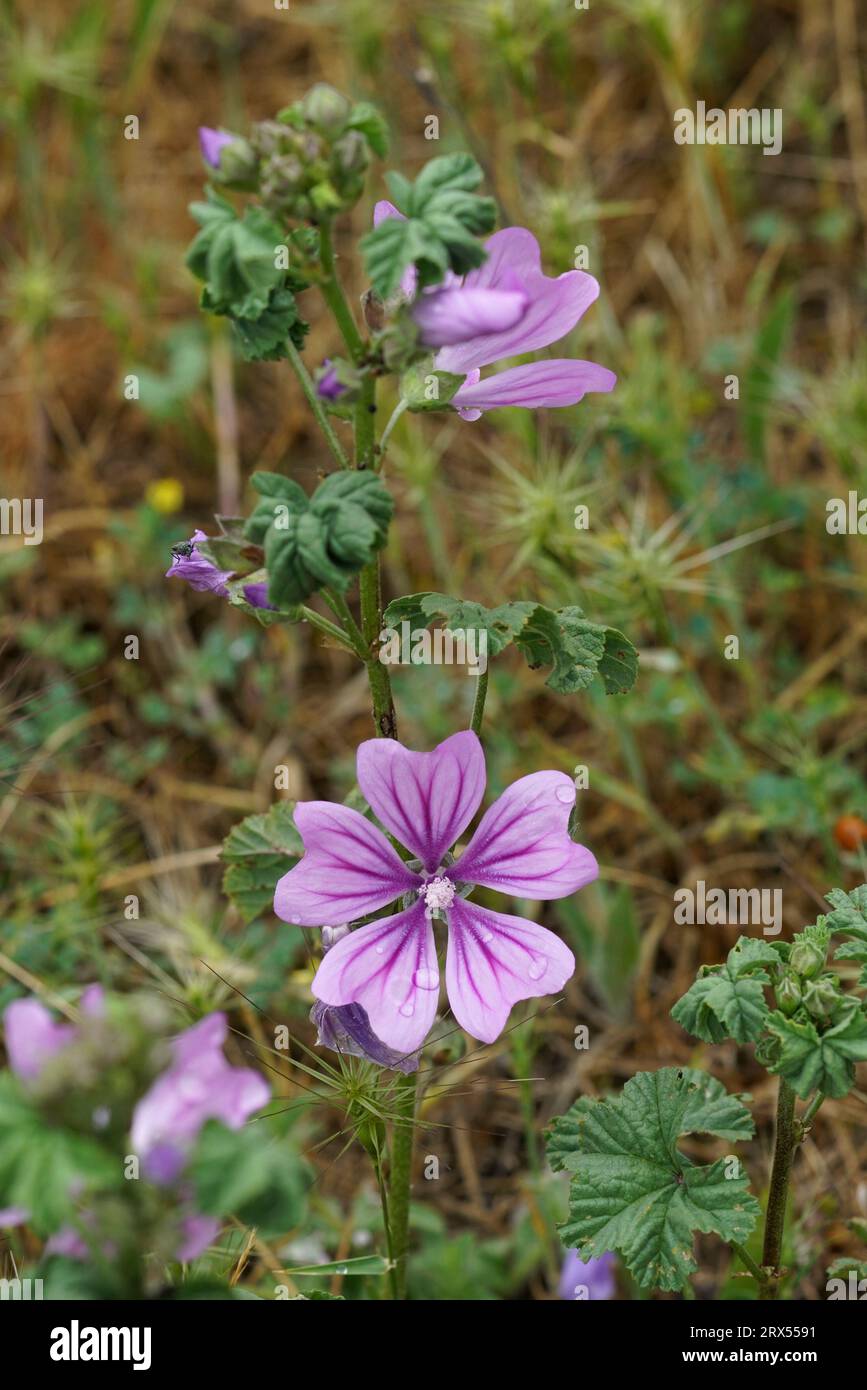 Natural closeup on the light purple flower of the Common mallow ...