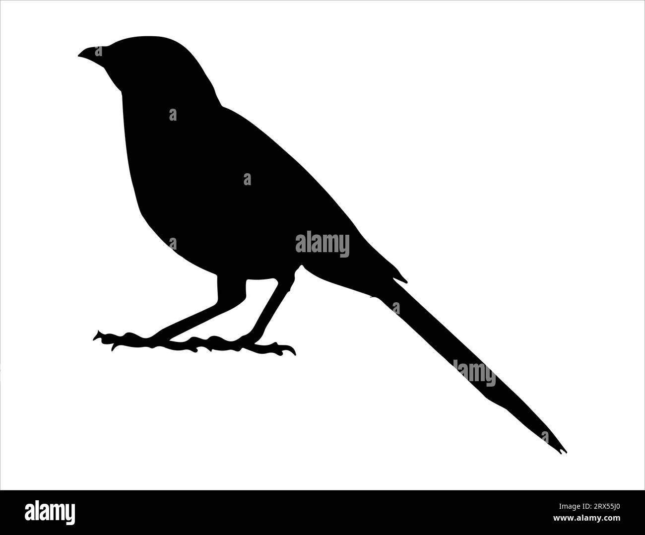 Mockingbird Silhouette Vector Art White Background Stock Vector Image