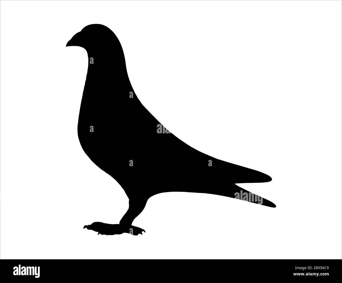 Pigeon silhouette vector art white background Stock Vector Image & Art ...