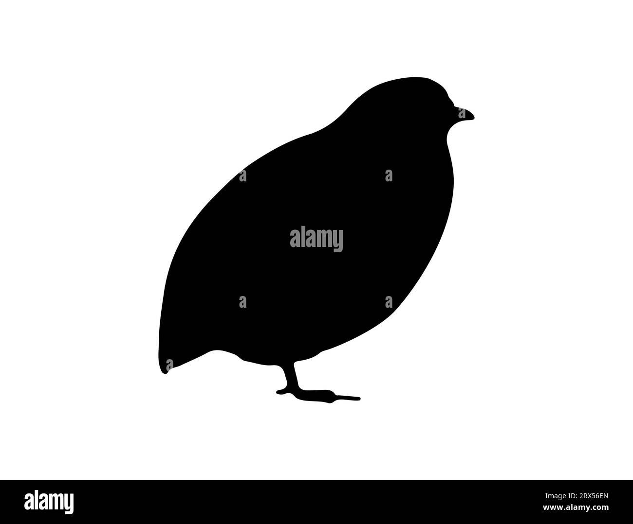 Quail bird silhouette vector art white background Stock Vector Image ...