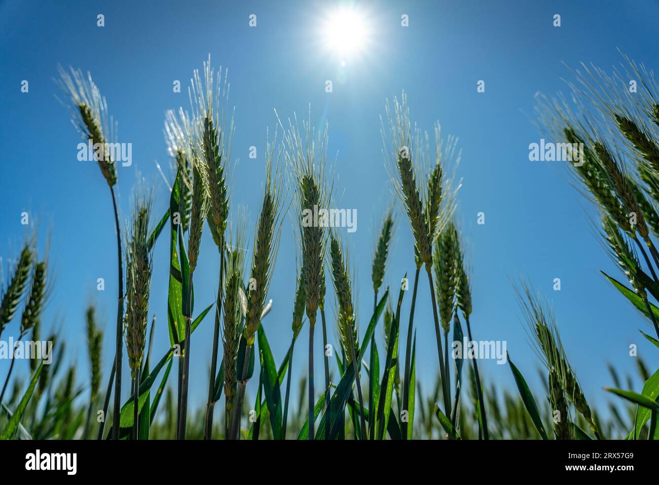 Background green young wheat hi-res stock photography and images - Alamy