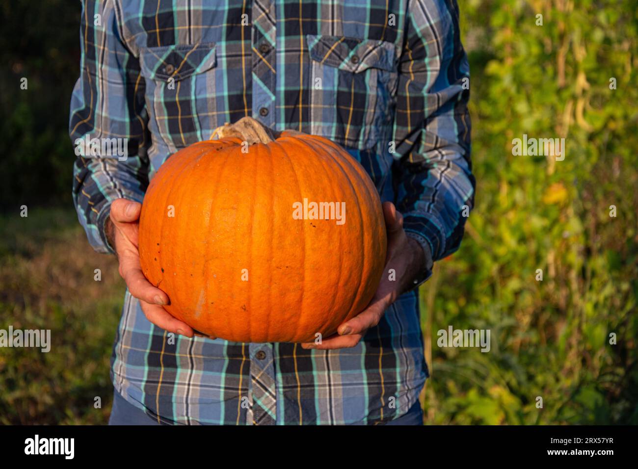 guy holding a pumpkin in her hands close-up. choose a pumpkin for ...