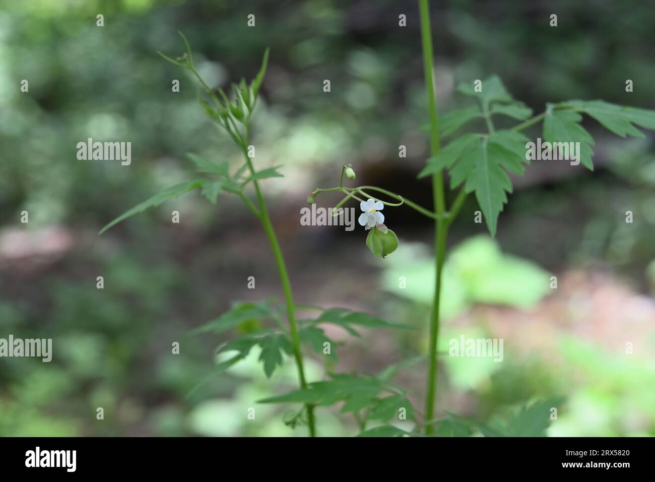 Cardiospermum halicacabum hi-res stock photography and images - Alamy