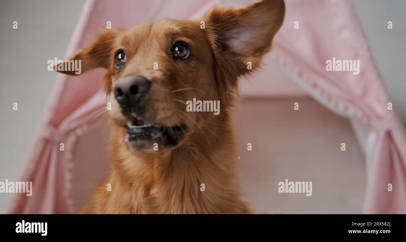 The dog looks at the camera in surprise and turns its head. Funny dog ...