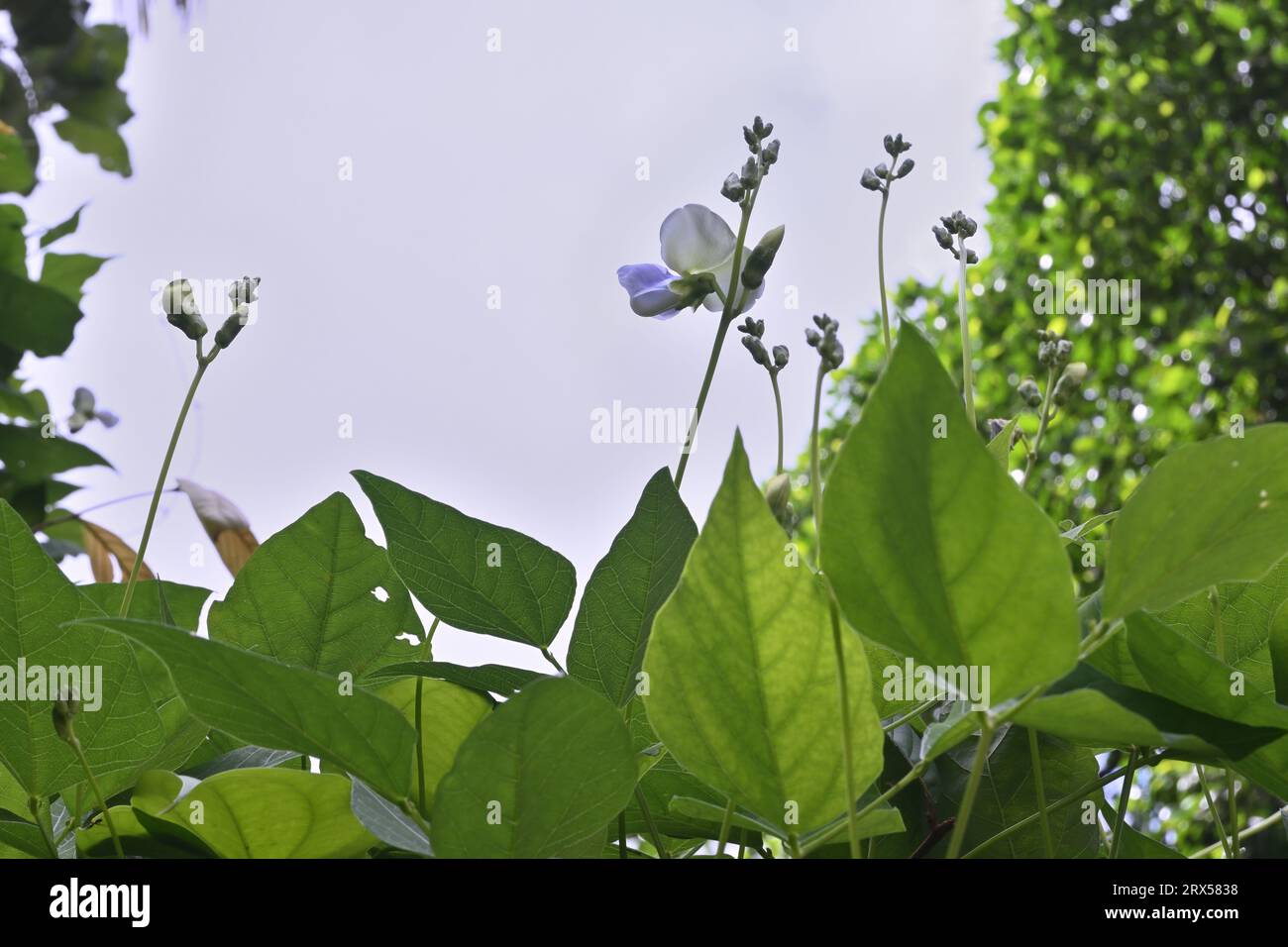 A low angle view of winged bean vine flower bud clusters that are ...