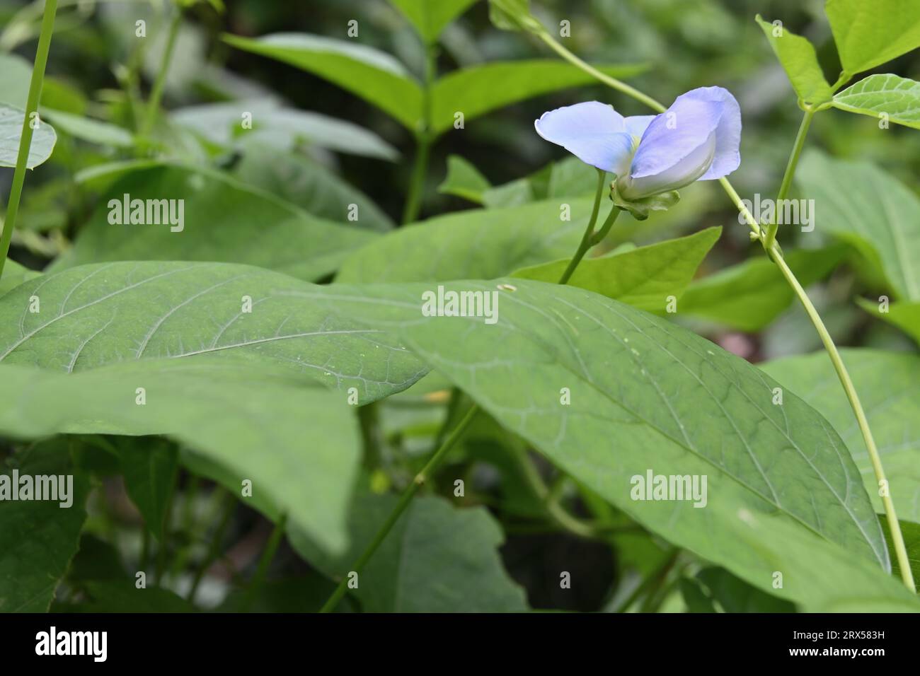 View of a purple color flower of a winged bean vine (Psophocarpus ...