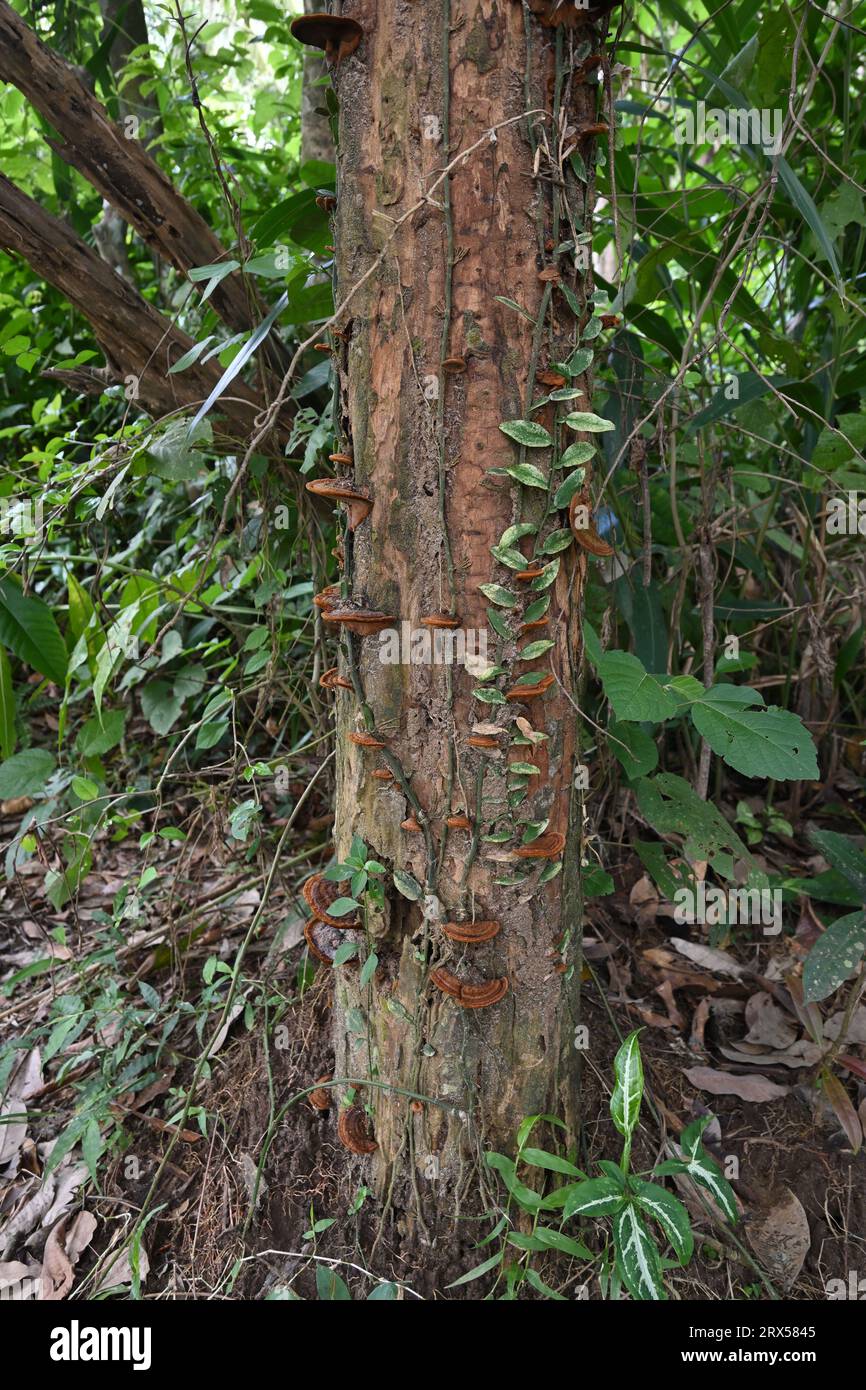 Vertical view of a small dead tree trunk with the growing brown color ...