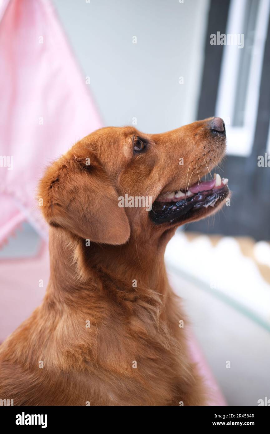 Portrait of a dog from the side with its mouth open. Cute golden ...
