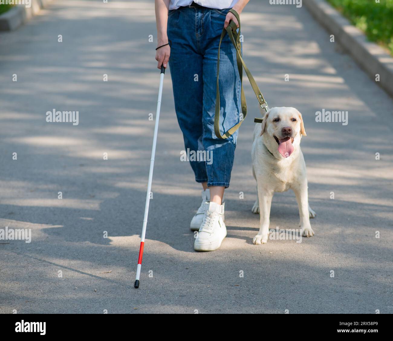 Close-up of female legs with tactile cane and guide dog in the park ...