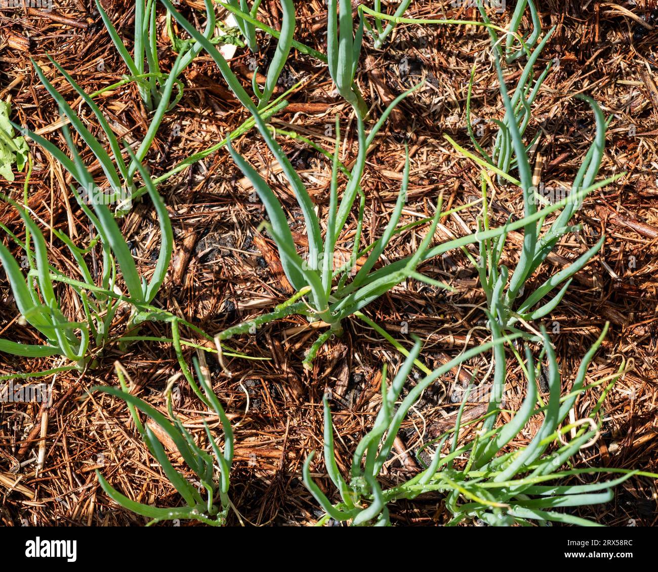 Green Onions or Shallots, from above, growing in an Australian ...