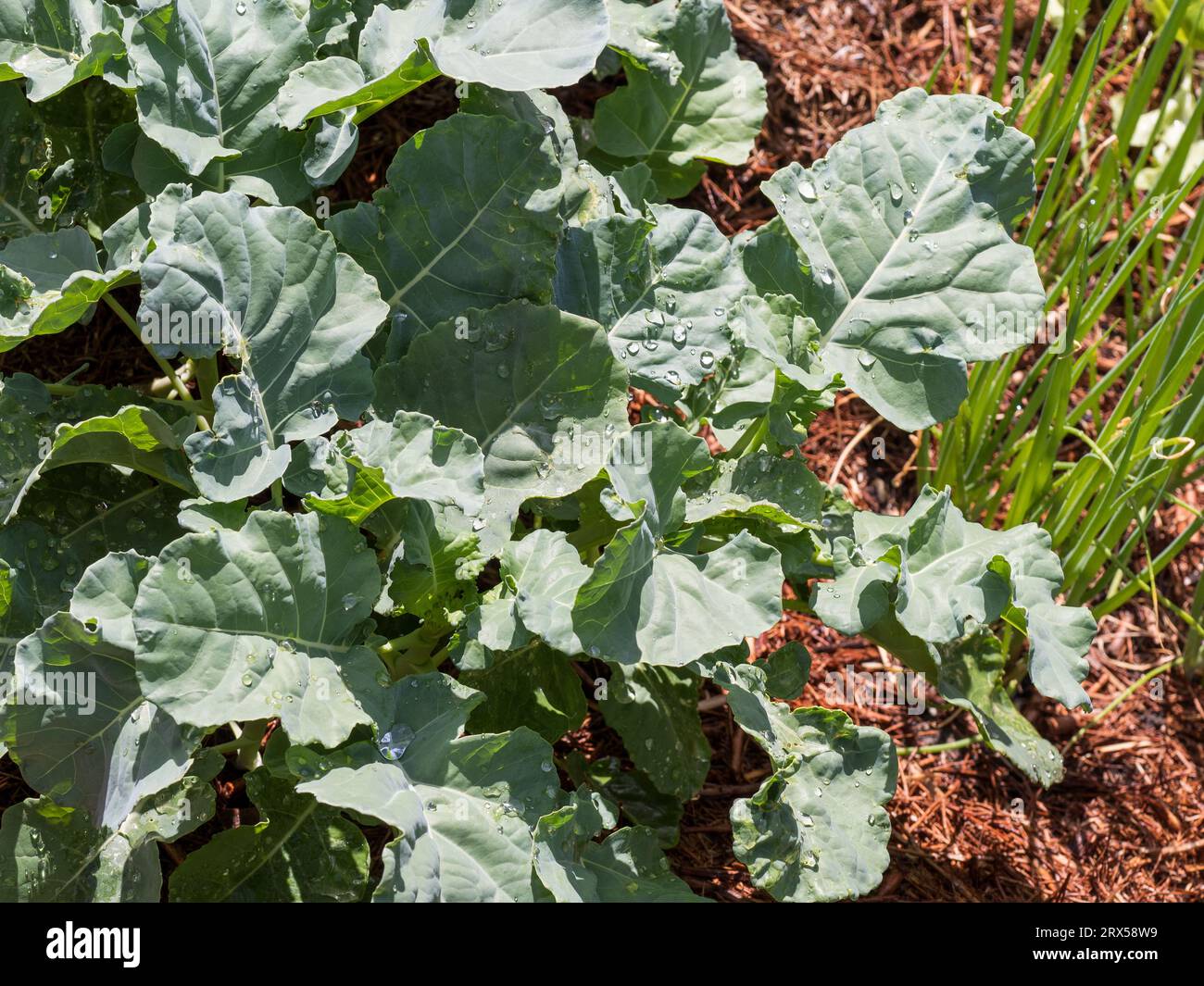 Bluegreen leaves of the Broccoli Baby or Brocolini plants, thriving and ...