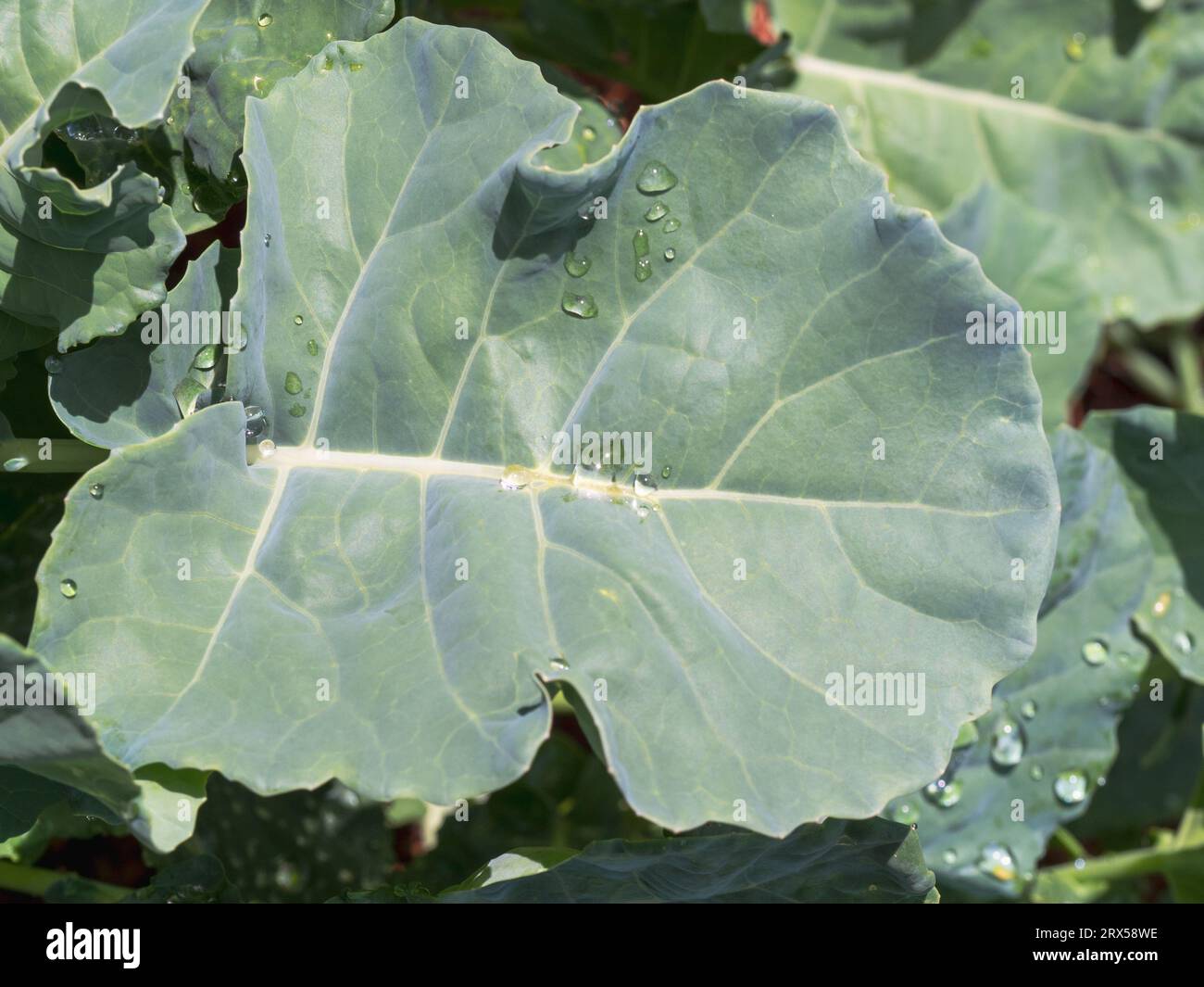 Bluegreen leaves of the Broccoli Baby or Brocolini plants, thriving and ...