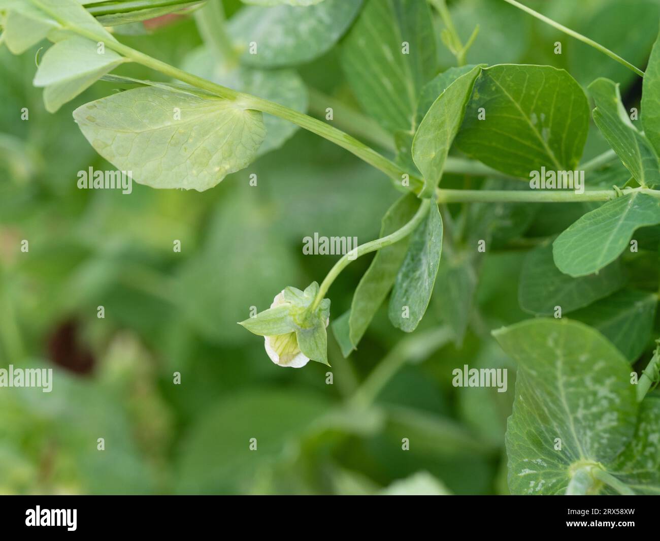 Pea plant flower and leaves in the vegetable garden, closeup, full ...