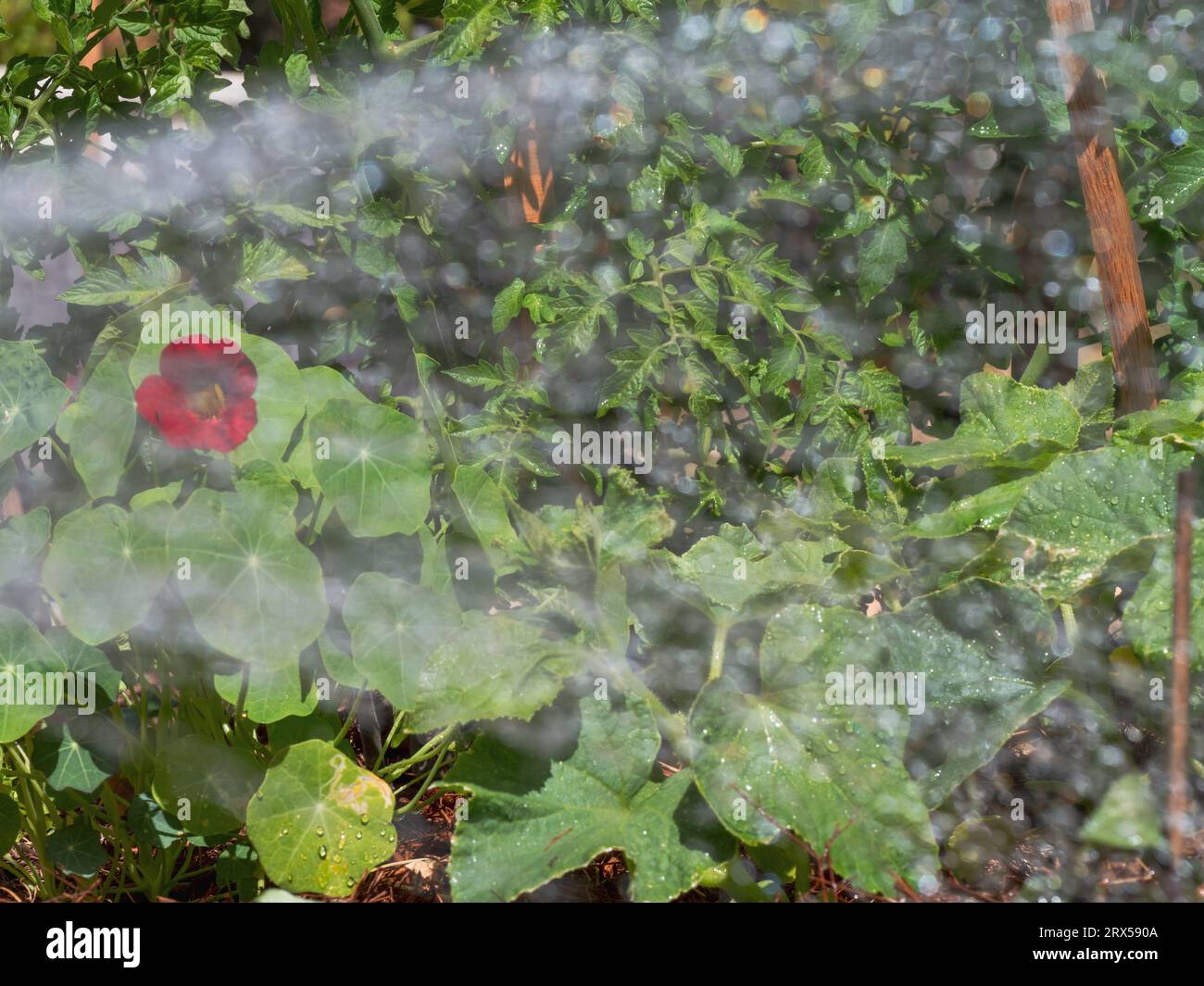Watering the vegetable garden, spraying water with the hose Stock Photo ...