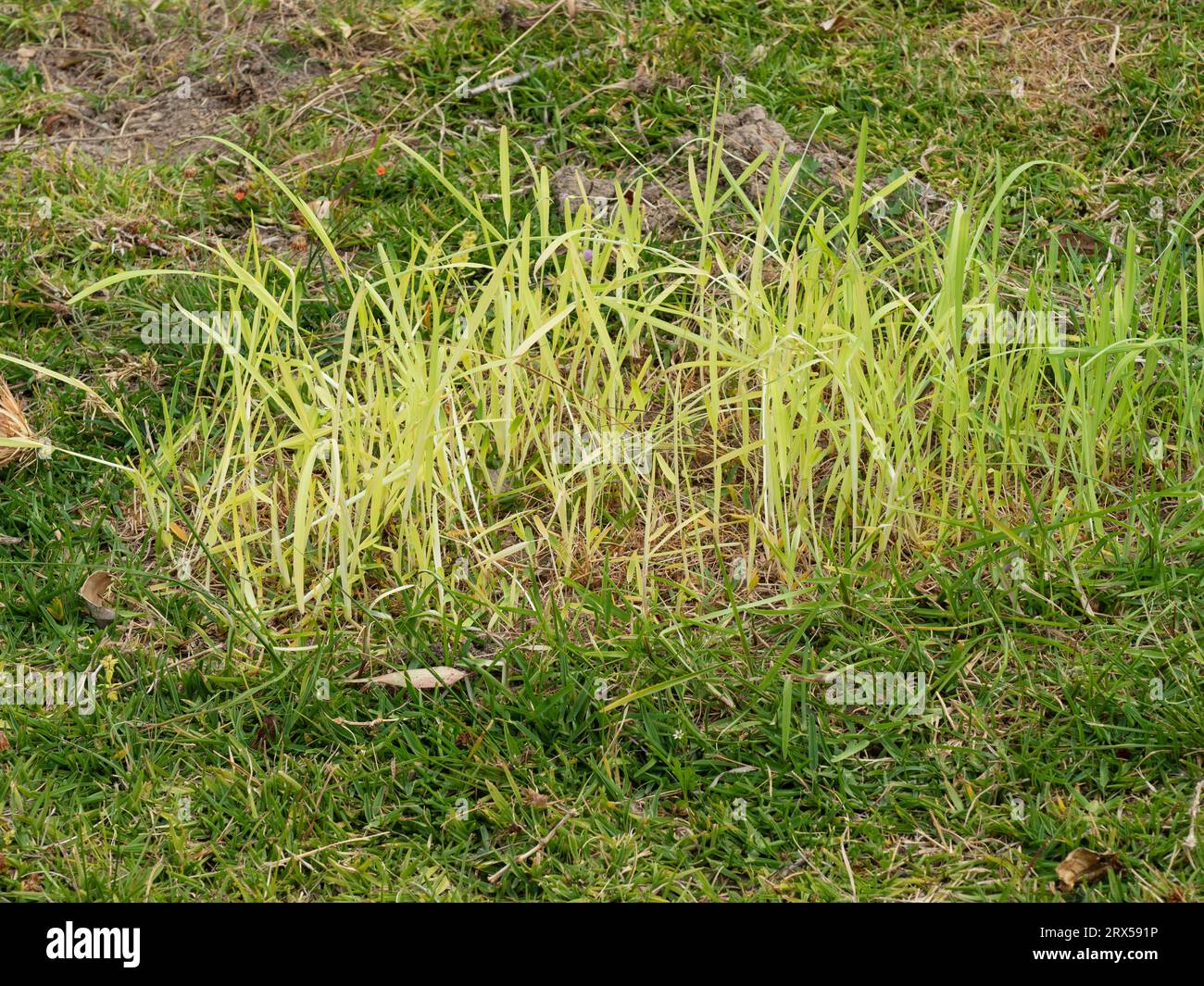 Lawn turf australia hi-res stock photography and images - Alamy