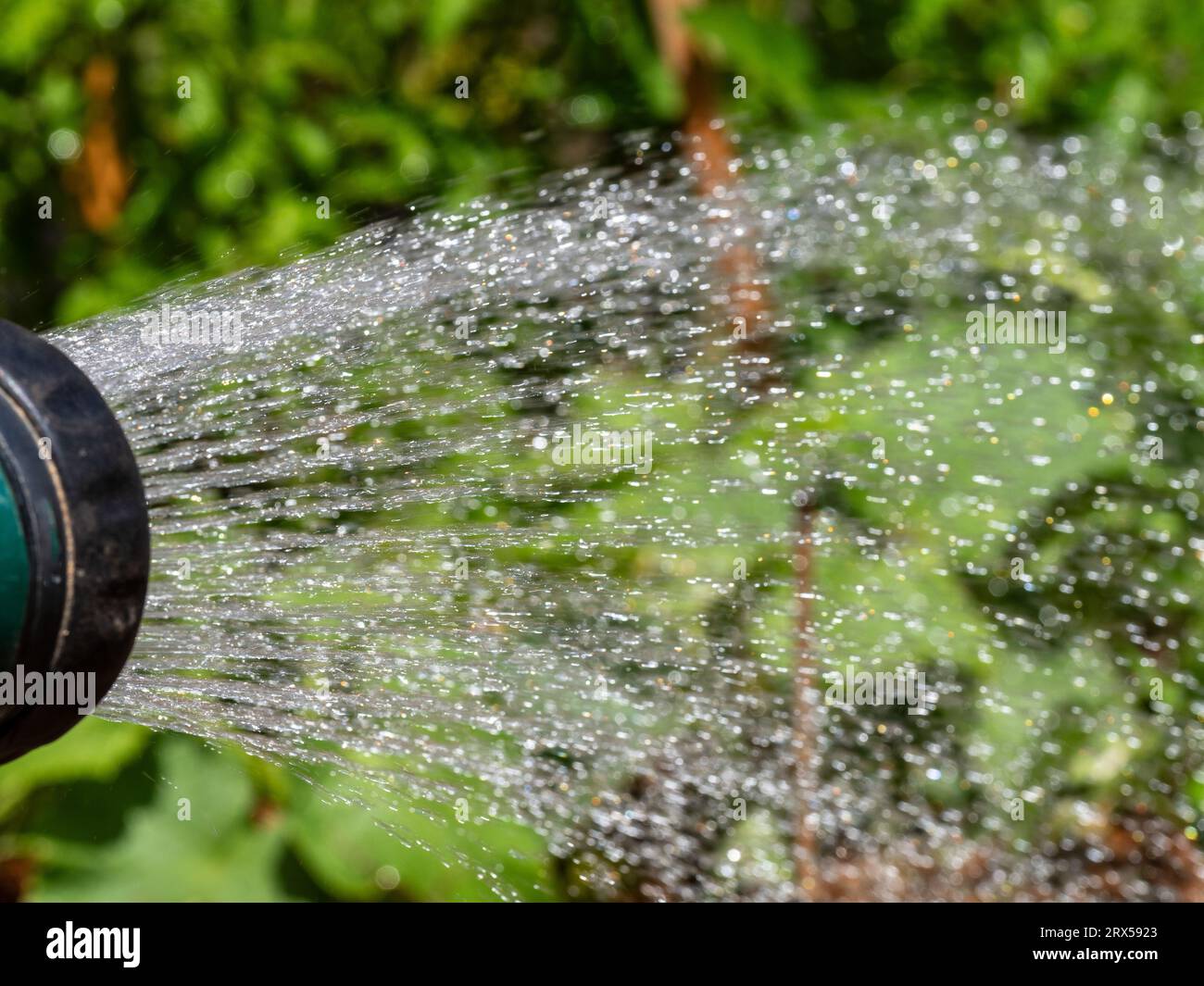 Watering the vegetable garden, spraying water with the hose, Australia ...