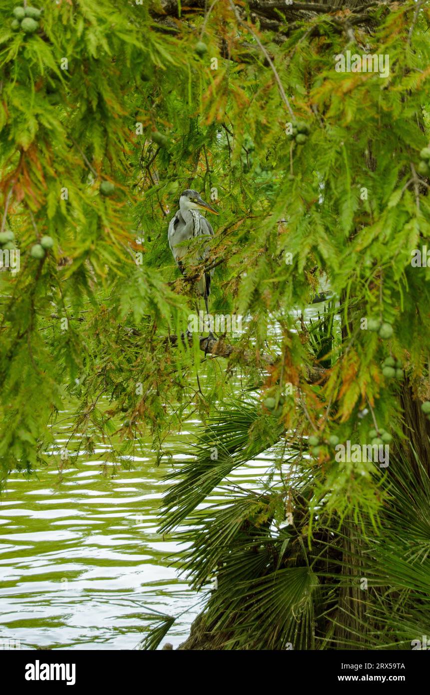 Long tree branch beautiful hi-res stock photography and images - Alamy