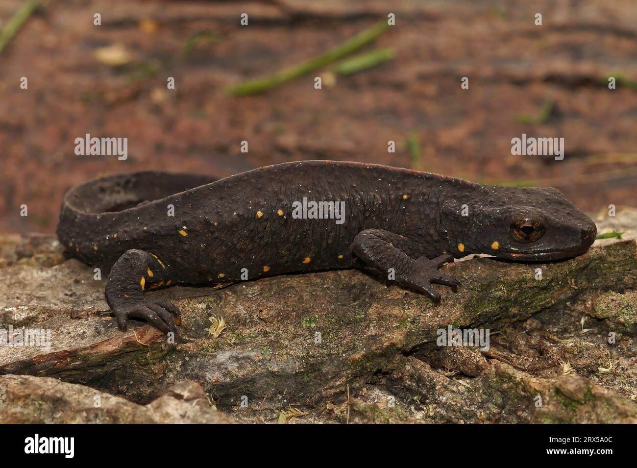 Natural Closeup on a terrestrial, dark ,adult, male Chinese warty newt ...