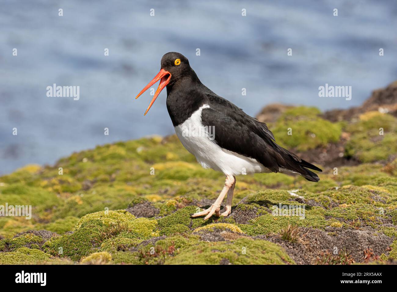Magellanic Oystercatcher, Haematopus leucopodus, adult bird calling ...
