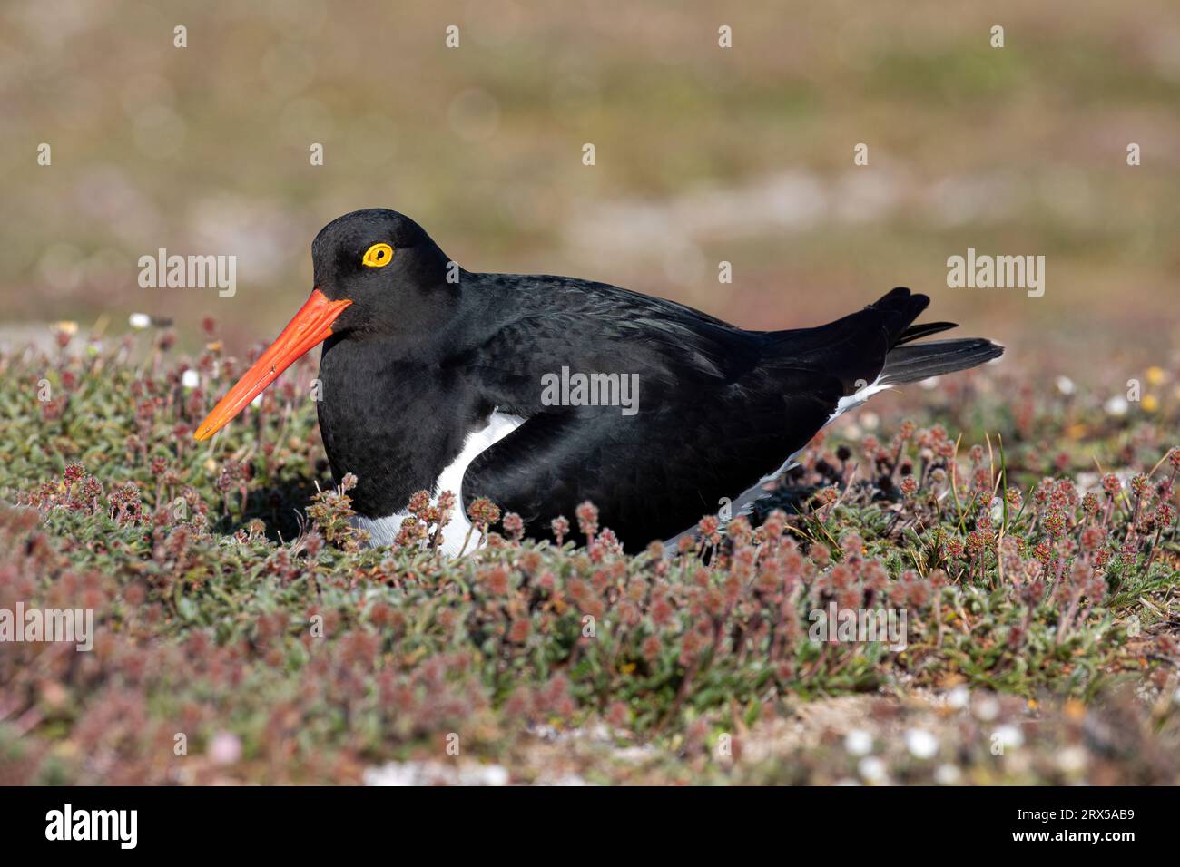 Magellanic Oystercatcher, Haematopus leucopodus, adult bird Carcass ...