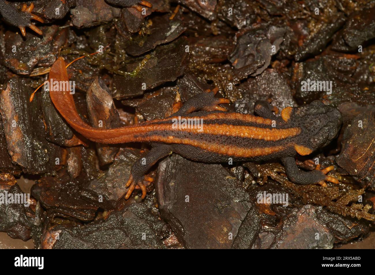 Detailed closeup on a gorgeous adult of the endangered Chinese Red ...