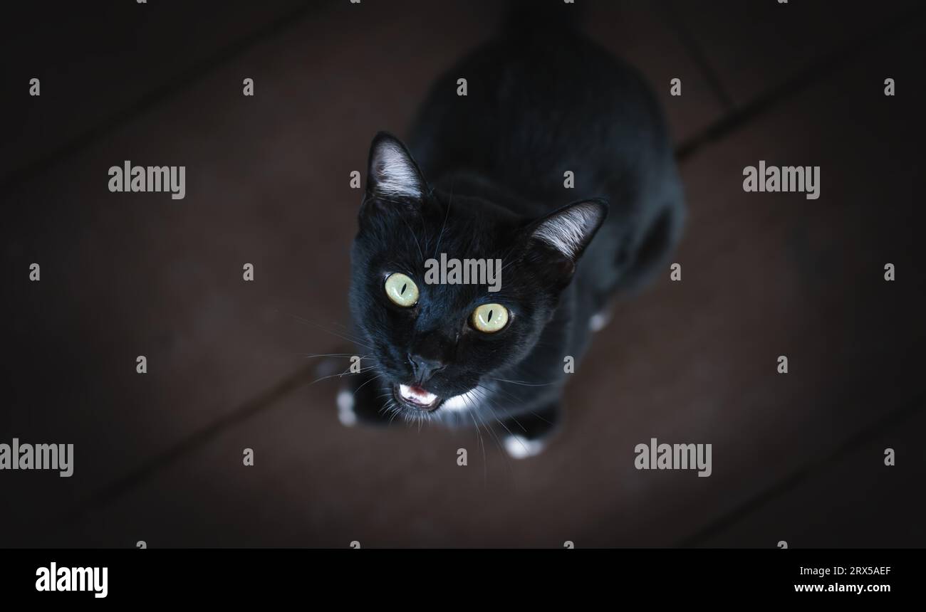 Black cute cat with white paws meowing to human for food seen from the ...
