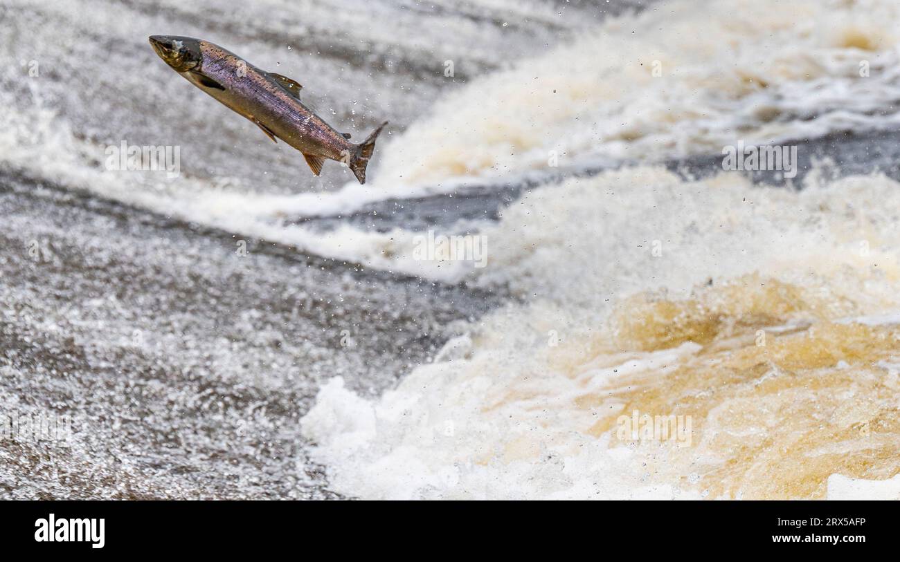 Salmon fish farm leap hi-res stock photography and images - Alamy