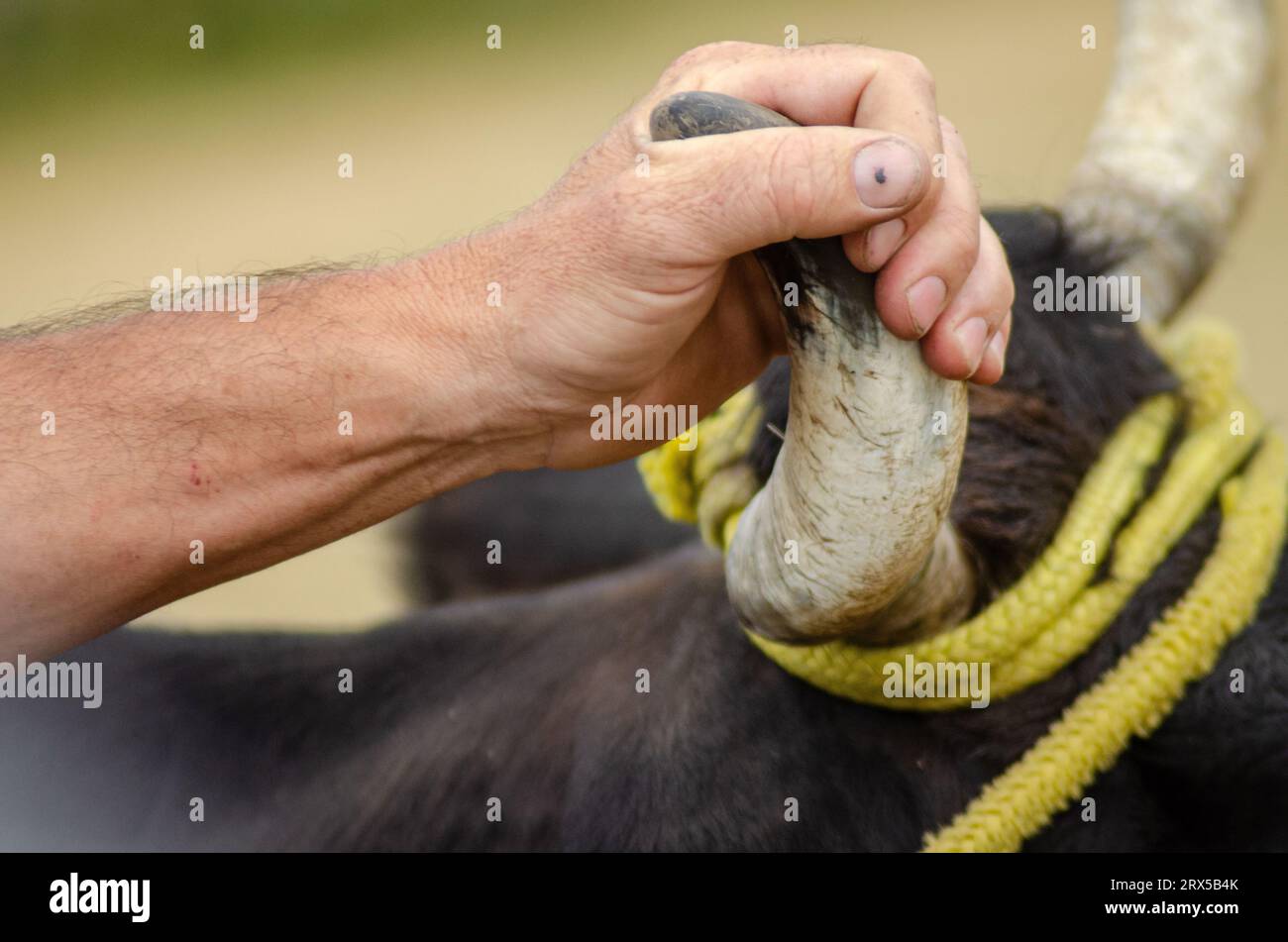 Hand touching cow hi-res stock photography and images - Alamy