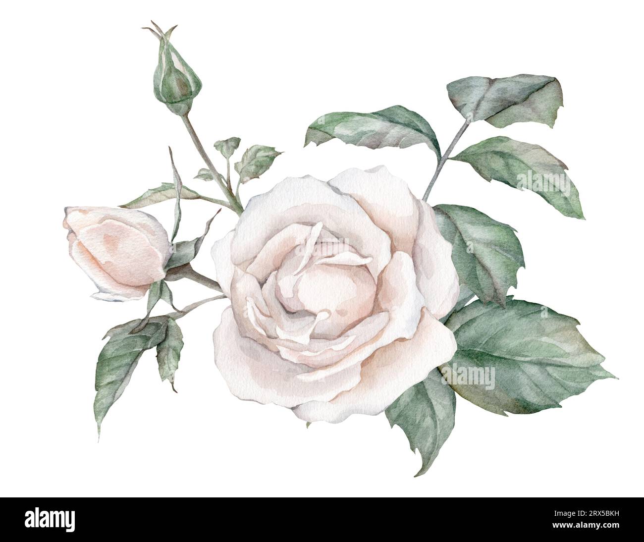 White roses watercolor illustration. hand drawn, isolated white ...