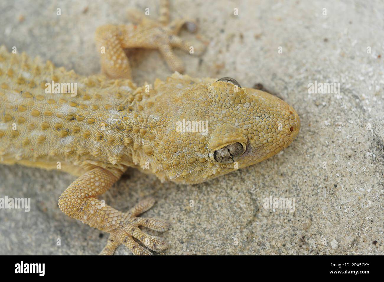 Detailed closeup on a light colored adult European Common wall gecko ...