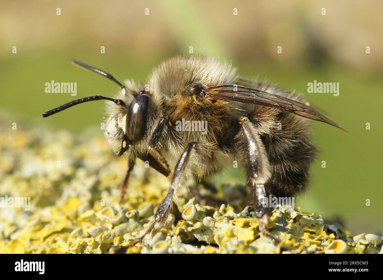 Natural detailed closeup on a hairy male hairy-footed flower bee ...