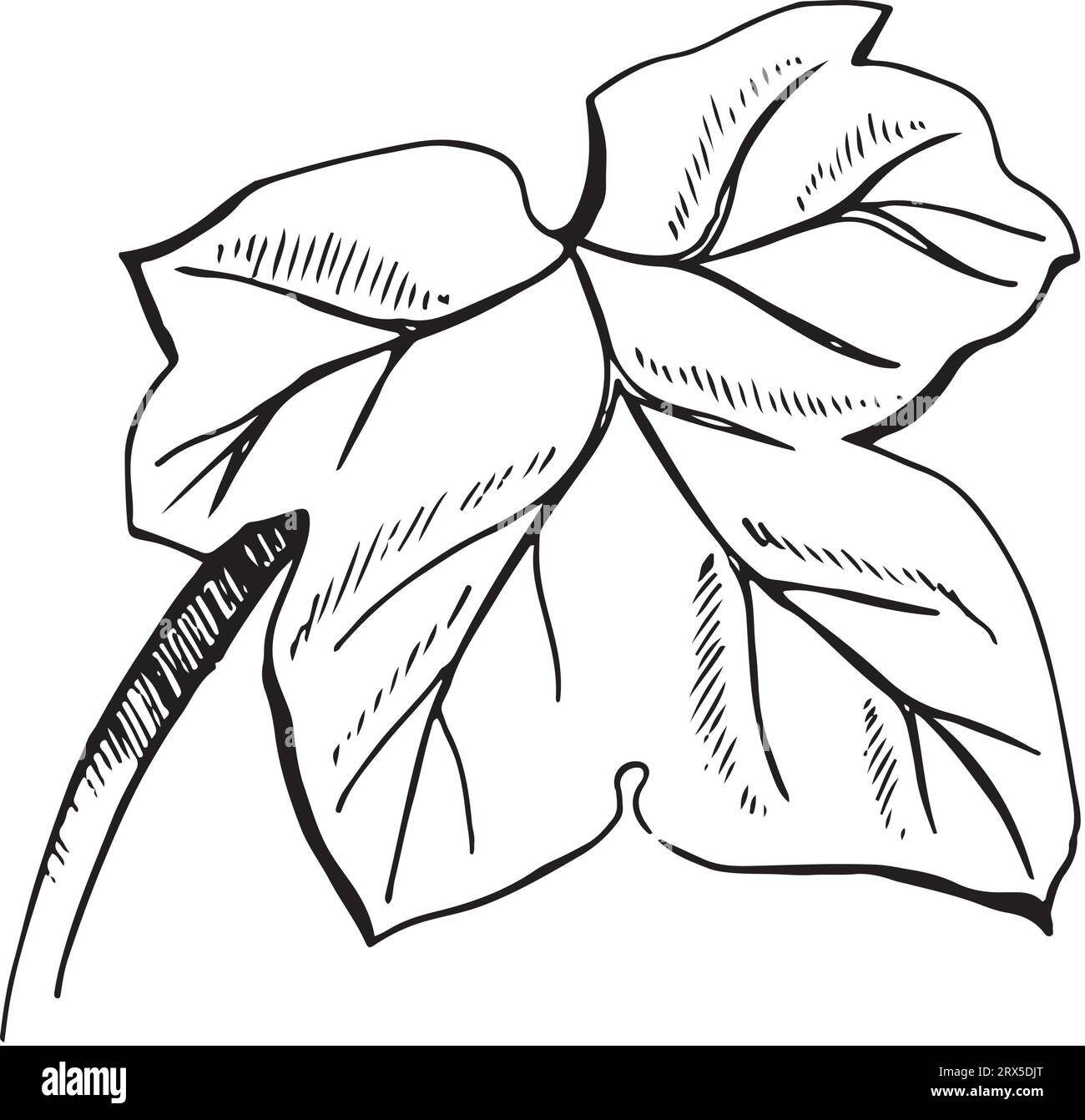 Vector illustration. Pumpkin leaf drawn in graphics on a white ...