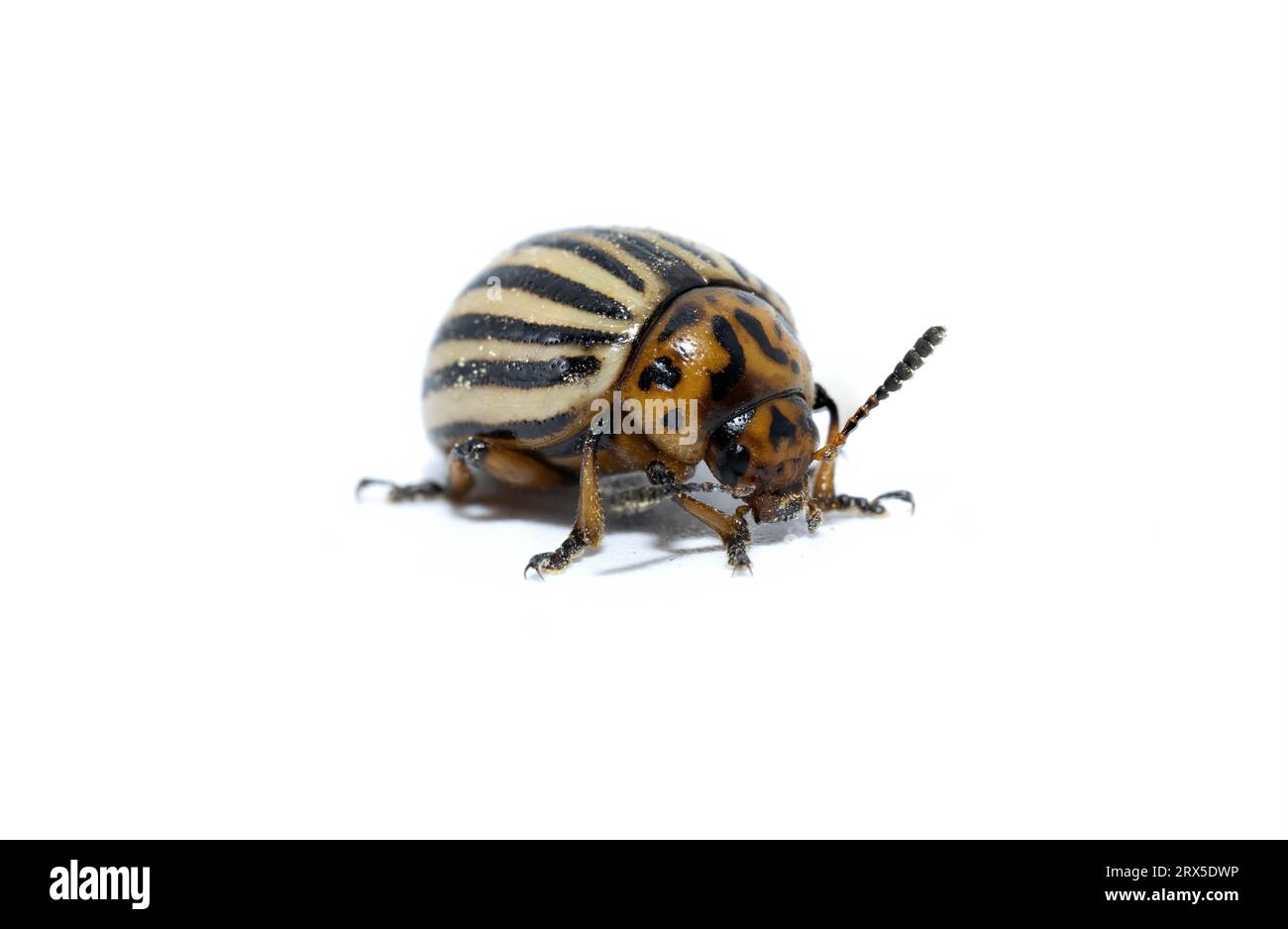 close up photo of Leptinotarsa decemlineata, Colorado potato beetle ...