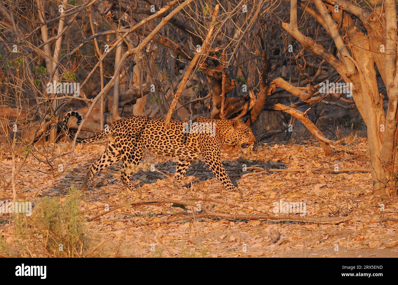Leopards are solitary hunters using stealth and their environment to be ...