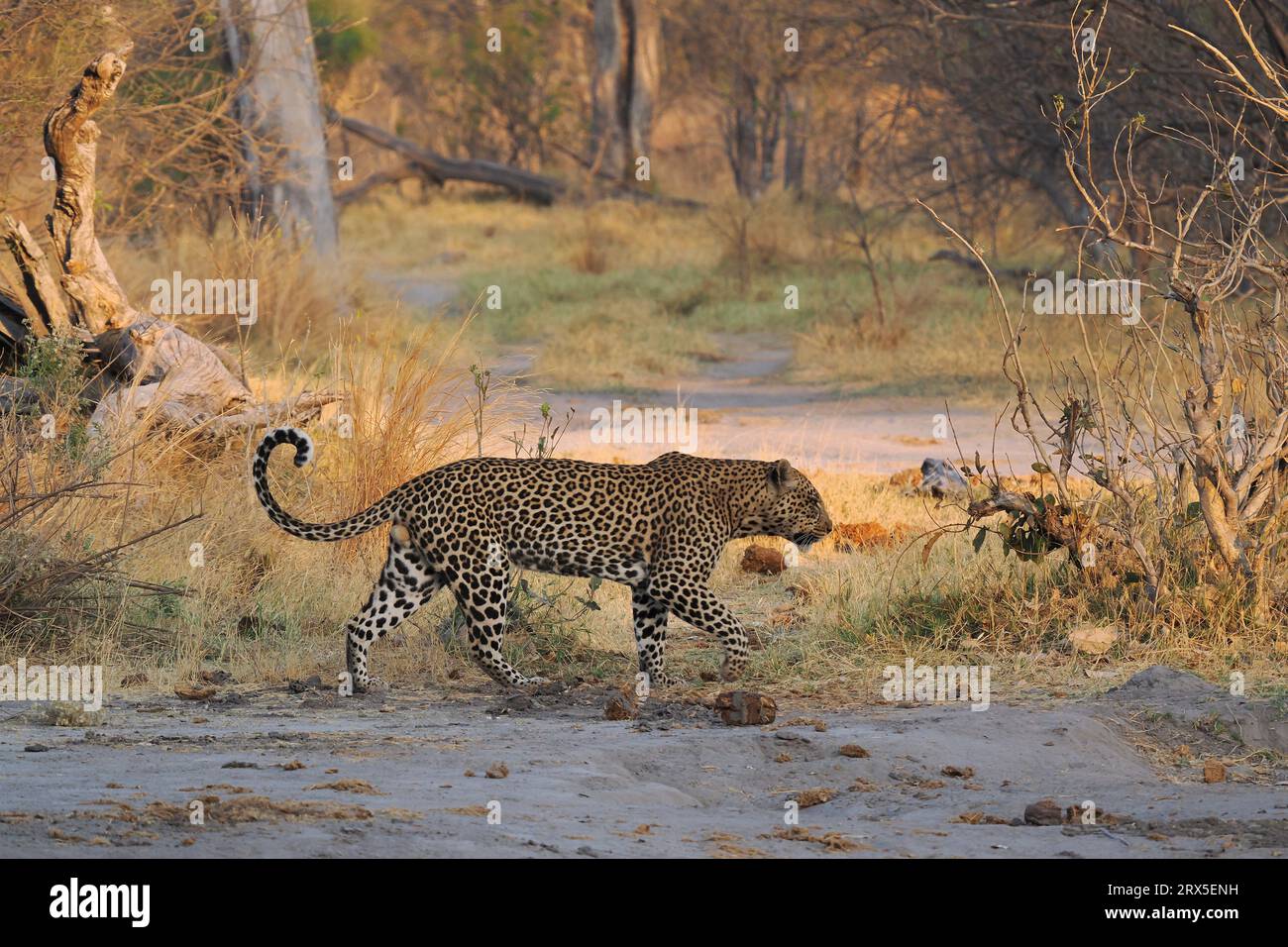 Leopards are solitary hunters using stealth and their environment to be ...