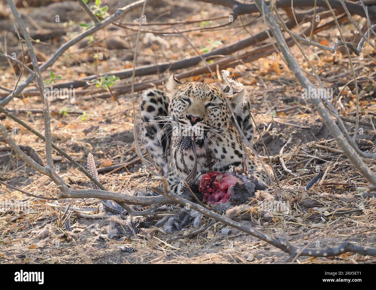 Leopards are solitary hunters using stealth and their environment to be ...