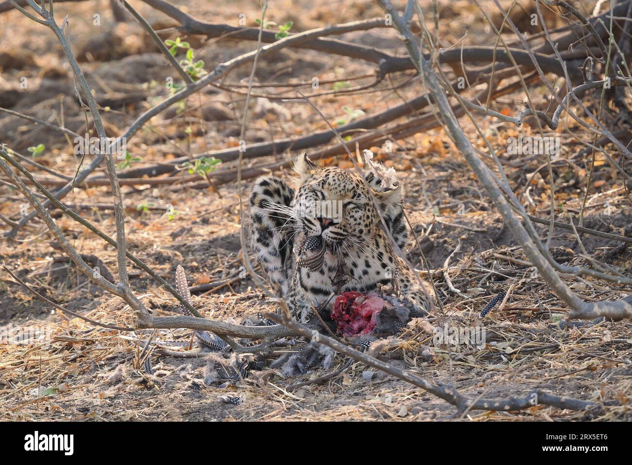 Leopards are solitary hunters using stealth and their environment to be ...