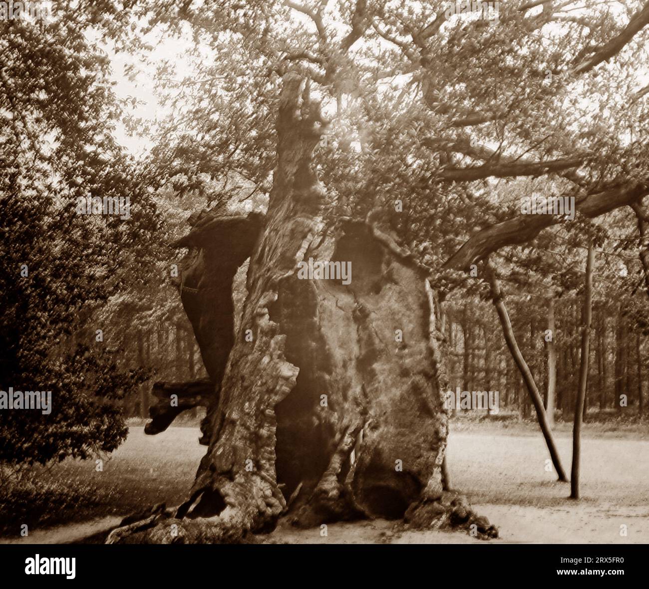 The Shambles Oak, Sherwood Forest, Victorian period Stock Photo - Alamy