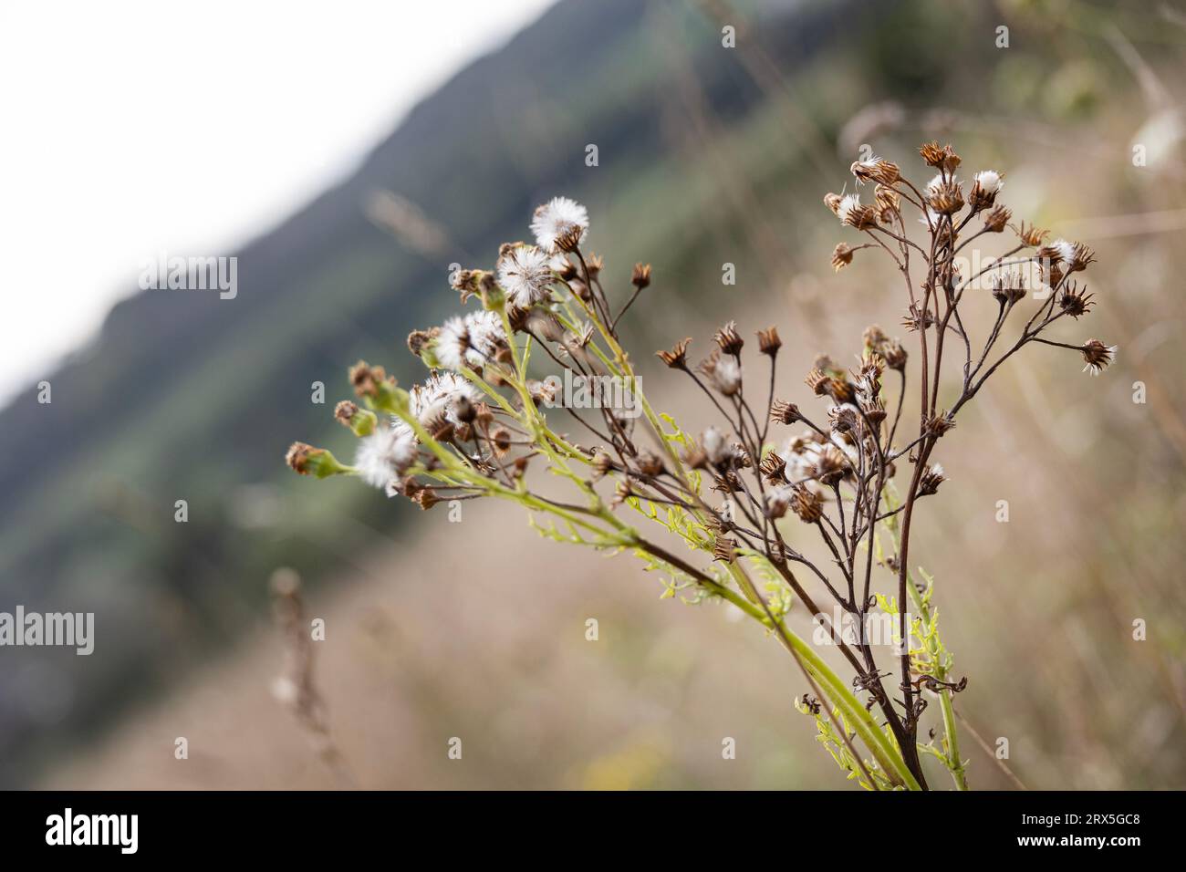 wild plants with fluffy seeds in the countryside in West Sussex, UK ...