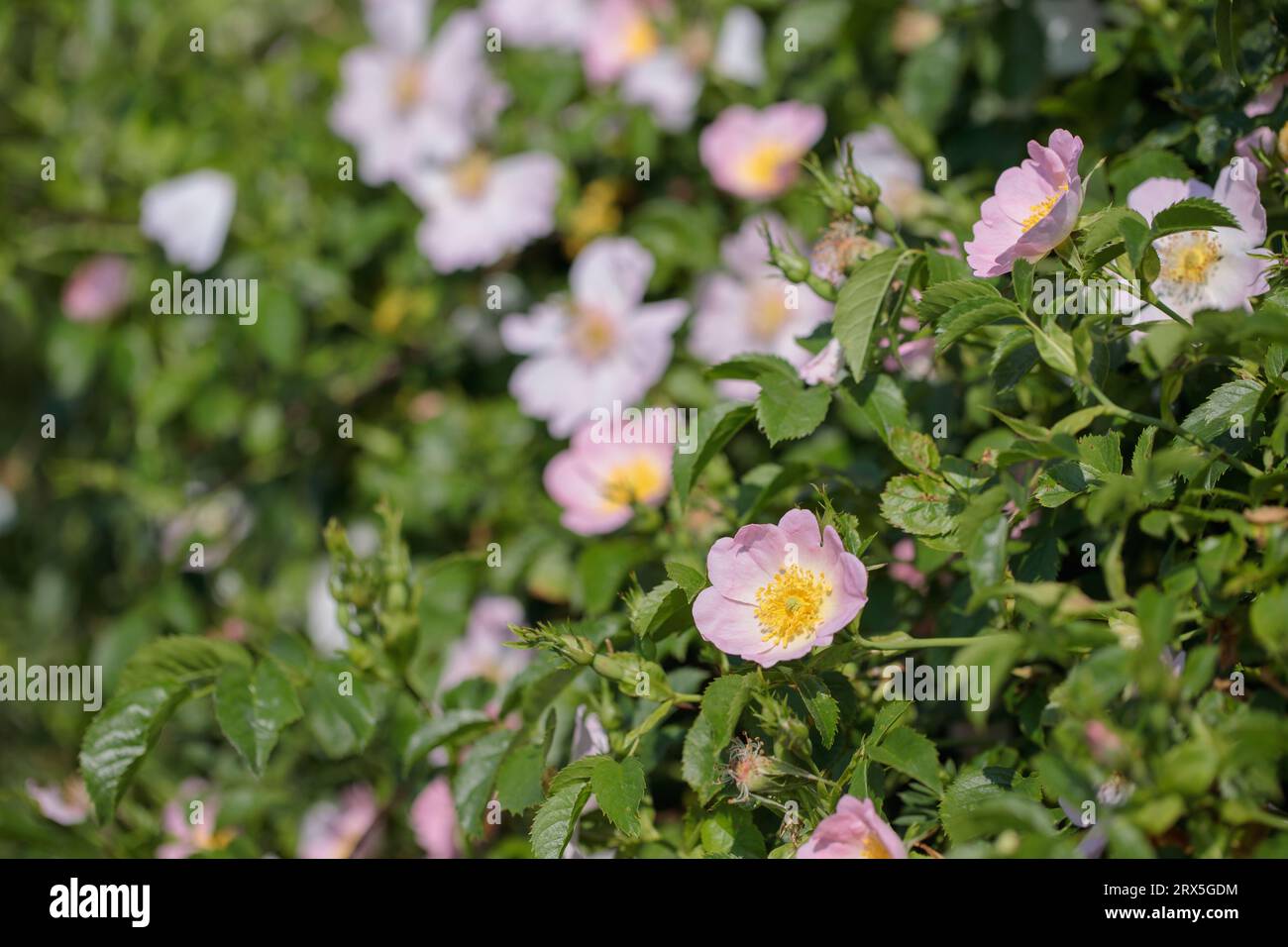 Blooming dog rose (Rosa canina Stock Photo - Alamy