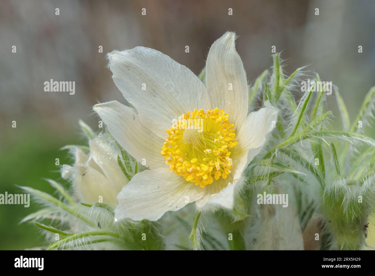 White pasque flower (Genus Pulsatilla). Yellow stamen visible in detail ...