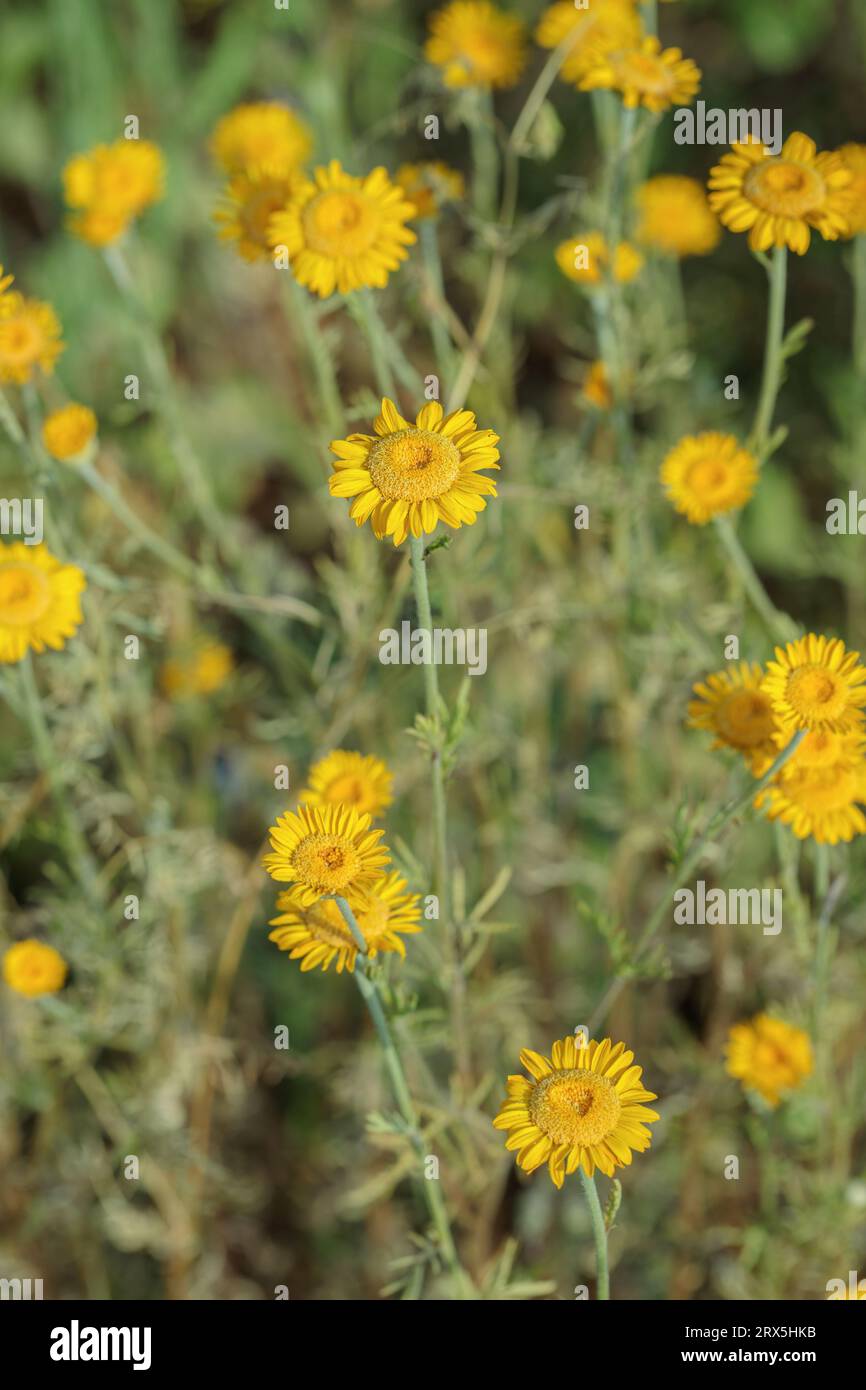 Yellow chamomile (Cota tinctoria Stock Photo - Alamy