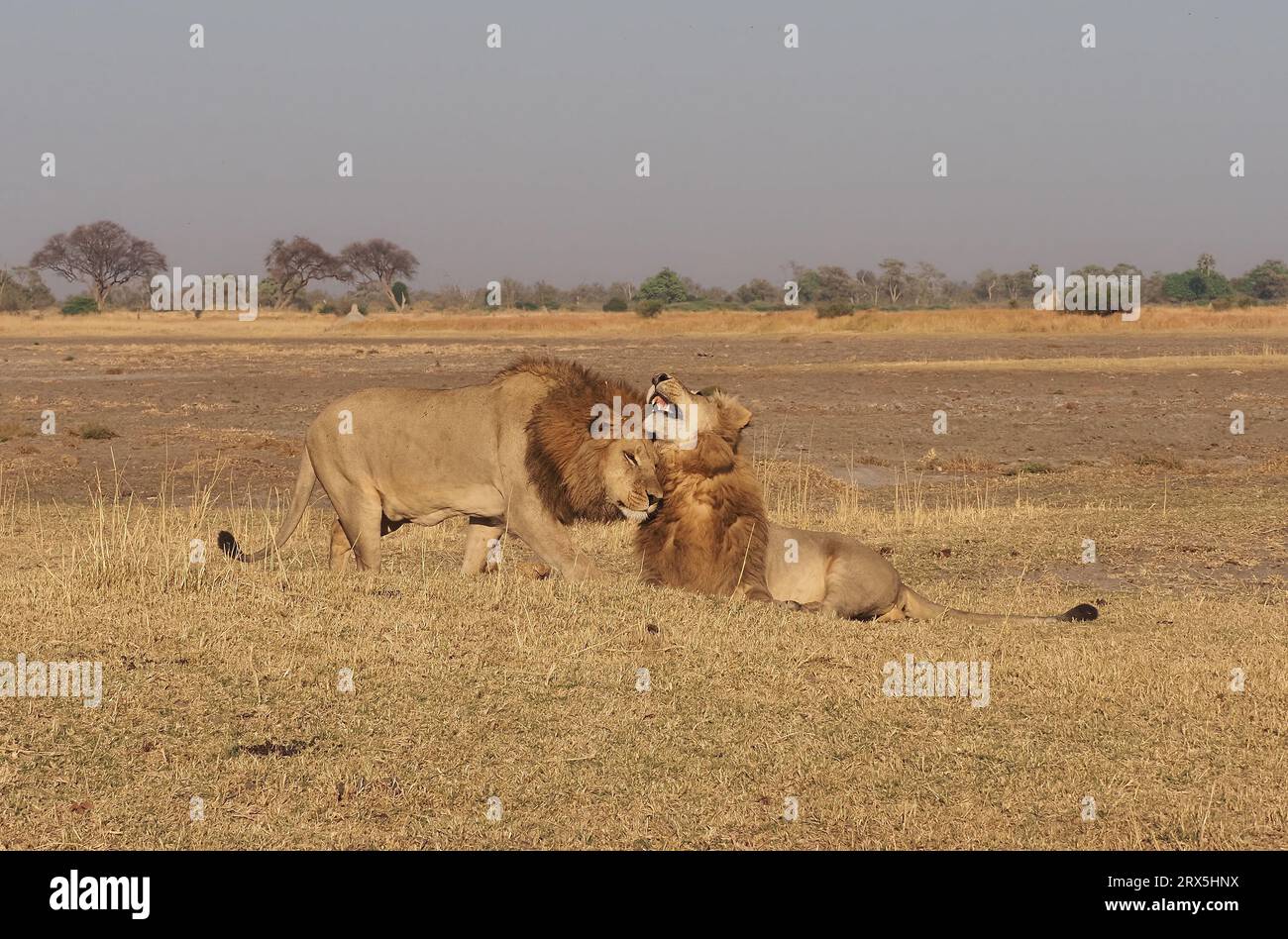 Formidable species hi-res stock photography and images - Alamy