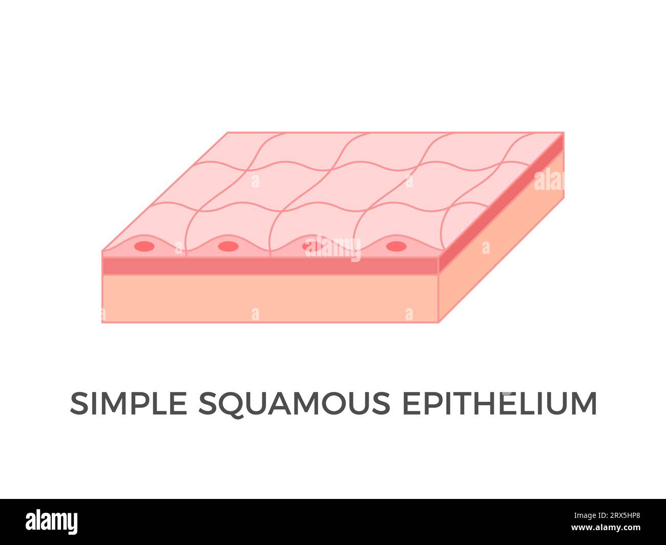 Simple squamous epithelium. Epithelial tissue types. A single layer of ... Simple squamous epithelium. Epithelial tissue types. A single layer of ...